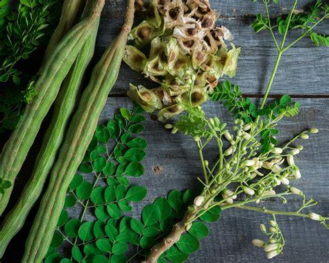 Unveiling the Wonders of Moringa Oleifera: The Miracle Tree – Phoenix ...