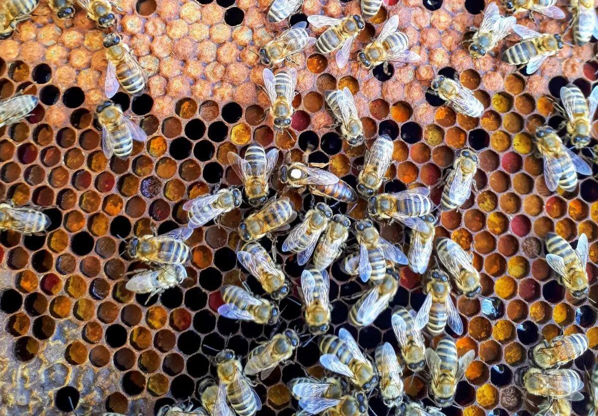 Bee Propolis: Its History and Uses – Phoenix Aurelius Research Academy