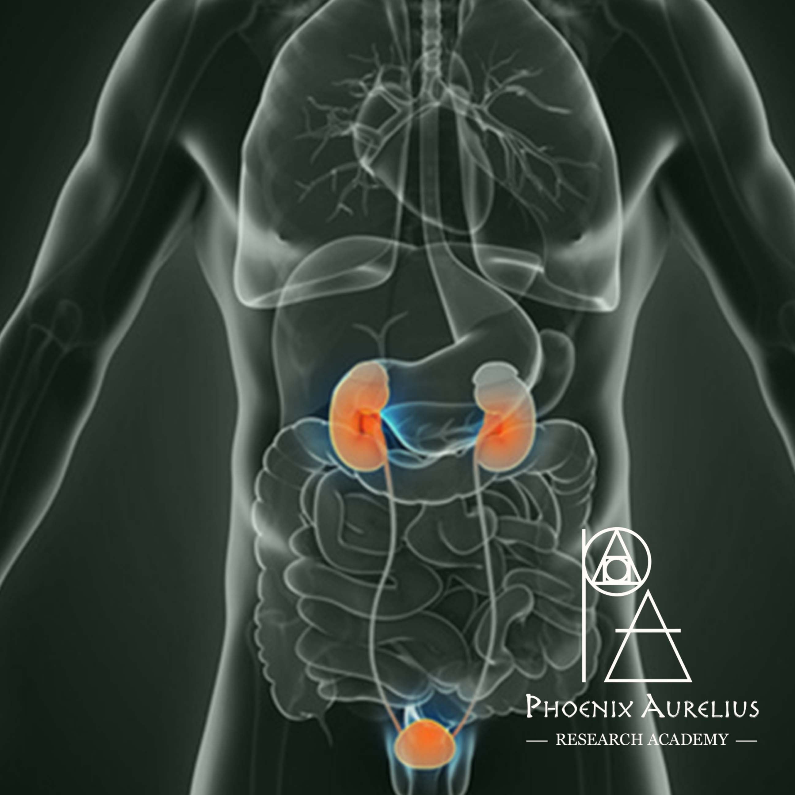 Renal/Urological IDF's – Phoenix Aurelius Research Academy
