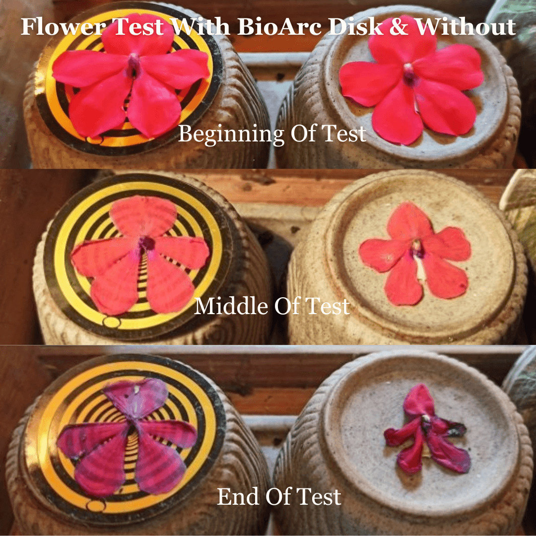 BioArc Disks, Small – Phoenix Aurelius Research Academy